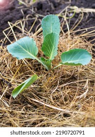 Process Growing White Cabbage Open Field Stock Photo 2190720791 ...