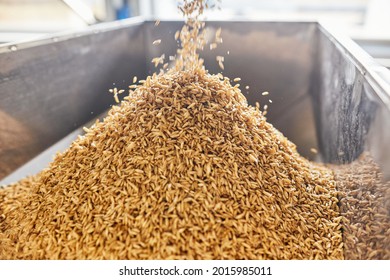 297 Oat manufacturing process Images, Stock Photos & Vectors | Shutterstock