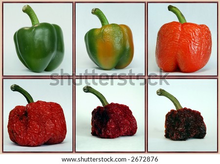 Process Pepper Fresh Decay Stock Photo (Edit Now) 2672876 - Shutterstock