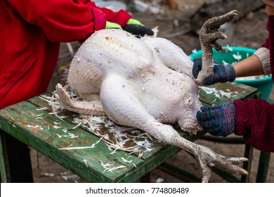Process Removing Feathers Dead Turkey Slaughter Stock Photo (Edit Now ...