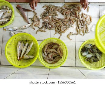 Process Selecting Grading Fish Prawn According Stock Photo 1556330561 ...