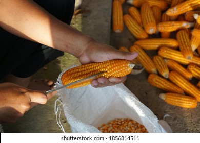 46 Corn sheller Images, Stock Photos & Vectors | Shutterstock