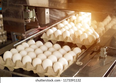 20,588 Production of eggs Images, Stock Photos & Vectors | Shutterstock