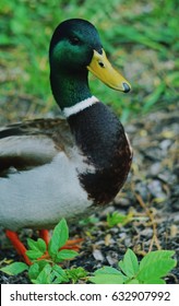 Profile Dack Stock Photo (Edit Now) 632907992