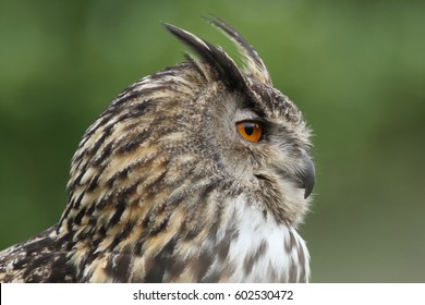3,704 Owl in profile Images, Stock Photos & Vectors | Shutterstock