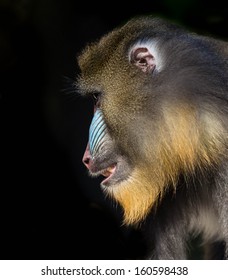 370 Angry mandrill Images, Stock Photos & Vectors | Shutterstock