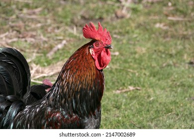 Animales granja perfil: imágenes, fotos de stock y vectores | Shutterstock