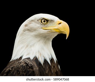 11,059 Eagle profile Images, Stock Photos & Vectors | Shutterstock