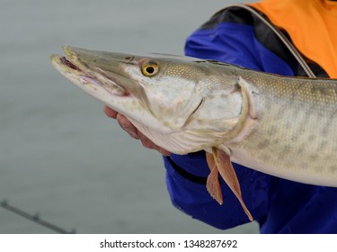 1,187 Muskie fish Images, Stock Photos & Vectors | Shutterstock