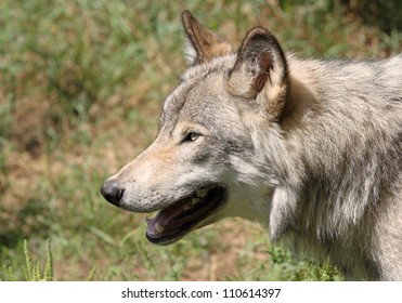Wolf Puppy Biting His Brothers Ear ภาพสต็อก 1319669369 | Shutterstock