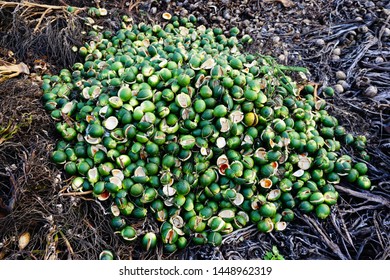 Properties Areca Nut Shell Stock Photo 1448962319 | Shutterstock