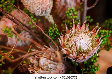 Protea Stock Photo 701010772 | Shutterstock