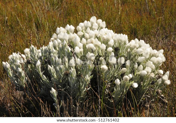 Protea Flower After Fire Stock Photo 512761402 | Shutterstock