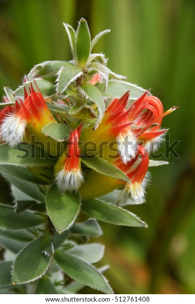 Protea Flower After Fire Stock Photo 512761408 | Shutterstock