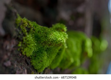 Protococcus Stock Photo 687139033 | Shutterstock