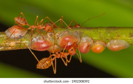 Protocooperation Relationship Between Green Tree Ant Stock Photo ...