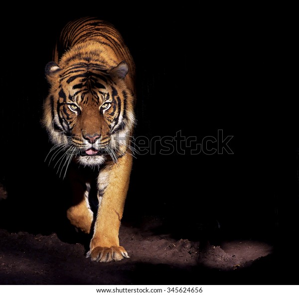 Prowling Tiger Stock Photo (Edit Now) 345624656
