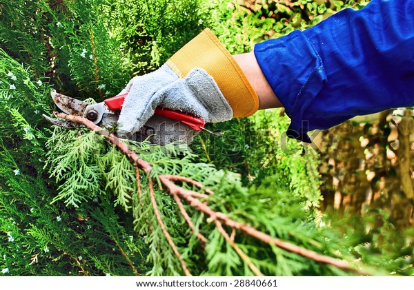 Pruning Branch Pine Tree Cutting Shears Stock Photo (Edit Now) 28840661