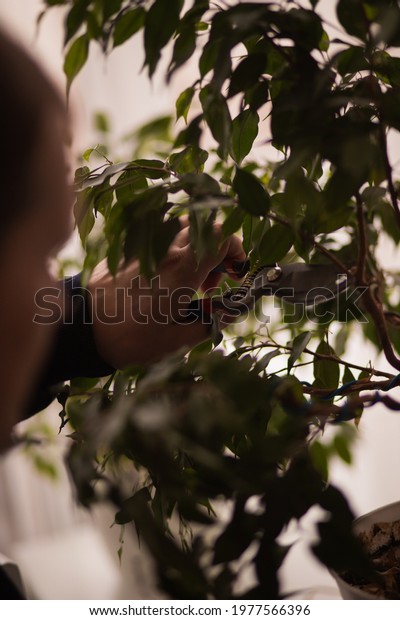Pruning Shears Tree Shaping Ficus Bonsai Stock Photo 1977566396 ...