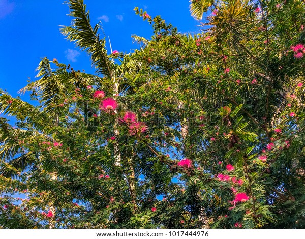 34 Pink Bombax Ellipticum Images, Stock Photos & Vectors | Shutterstock