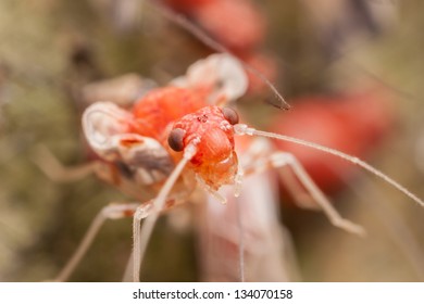 77 imágenes de Psocids - Imágenes, fotos y vectores de stock | Shutterstock