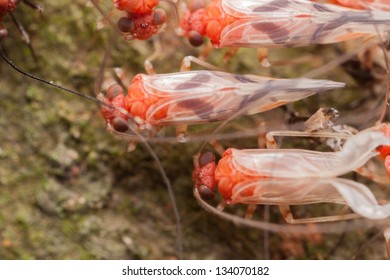 77 imágenes de Psocids - Imágenes, fotos y vectores de stock | Shutterstock
