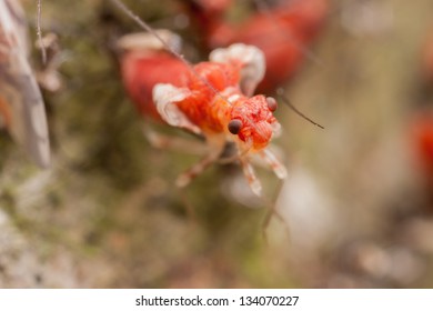 77 imágenes de Psocids - Imágenes, fotos y vectores de stock | Shutterstock