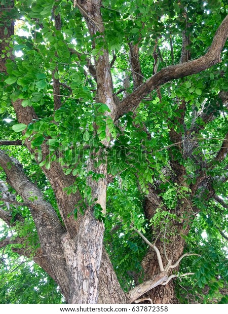 Pterocarpus Indicus Angsana Tree Stock Photo 637872358 | Shutterstock