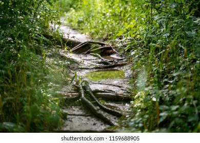 Puddle Trees Blocking Forested Pathway Stock Photo 1159688905 ...