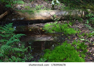 Puddle Under Trunk Fallen Tree Forest Stock Photo 1783904678 | Shutterstock