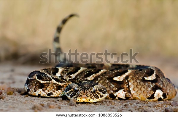 Puff Adder Posing Strike Stock Photo 1086853526 | Shutterstock