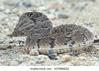 58 Cytotoxic venom Images, Stock Photos & Vectors | Shutterstock