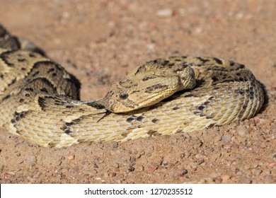 Puff Adder Snake Stock Photo (Edit Now) 1270235512