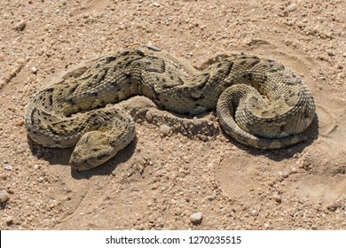Puff Adder Snake Stock Photo 1270235515 | Shutterstock