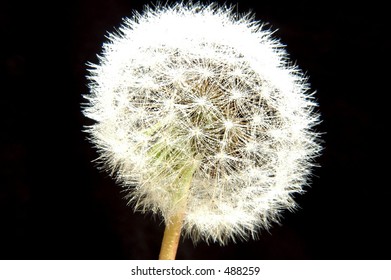 Puff Ball Stock Photo 488259 | Shutterstock
