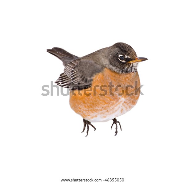 Puffed Robin Isolated On White Background Stock Photo 46355050 ...