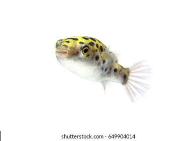 922 Spotted Pufferfish Images, Stock Photos & Vectors | Shutterstock