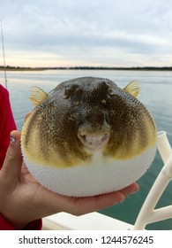 337 imágenes de Smiling pufferfish - Imágenes, fotos y vectores de ...