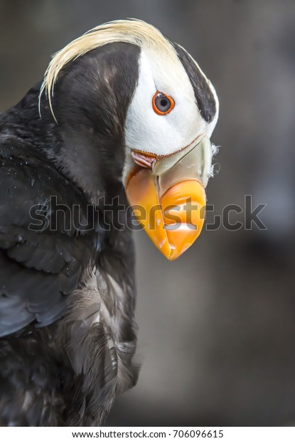 Puffin Pose Stock Photo 706096615 | Shutterstock