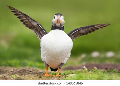 64 Puffin wings outstretched Images, Stock Photos & Vectors | Shutterstock