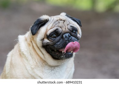 Wrinkled Fat Pug Looking Closeup Foto de stock 488694184 | Shutterstock