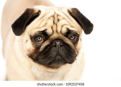 Funny Dog Pug Breed Making Angry 스톡 사진 1530226487 | Shutterstock