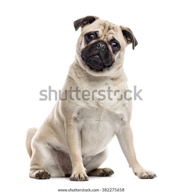 Pug sentado y mirando la cámara, aislado en blanco