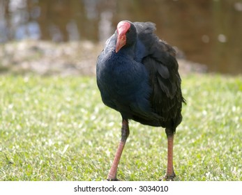 Pukeka Images, Stock Photos & Vectors | Shutterstock