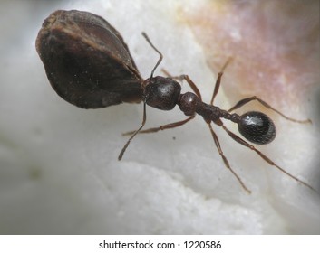 Closeup Black Ant On Cement Ground Stock Photo (Edit Now) 1920653459