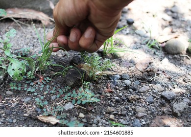 Pulling Grass Root Soil Ground Hand Stock Photo 2154601885 | Shutterstock
