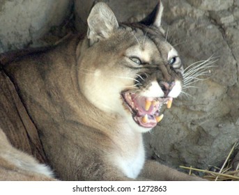 167 Cougar growling Stock Photos, Images & Photography | Shutterstock