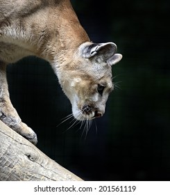 Puma Down Trunk Tree Forest Stock Photo 201561119 | Shutterstock