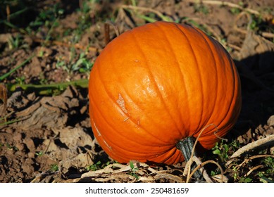 101,002 Pumpkin close up Images, Stock Photos & Vectors | Shutterstock