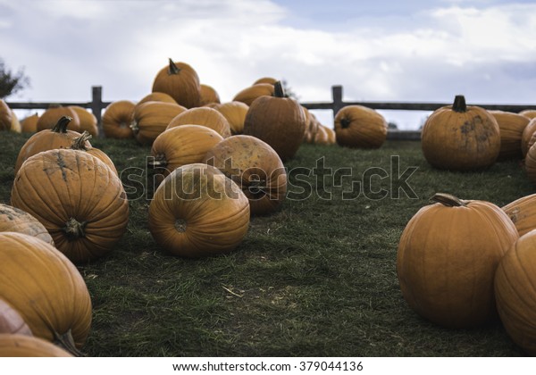 Pumpkin Patch Fence Stock Photo 379044136 | Shutterstock